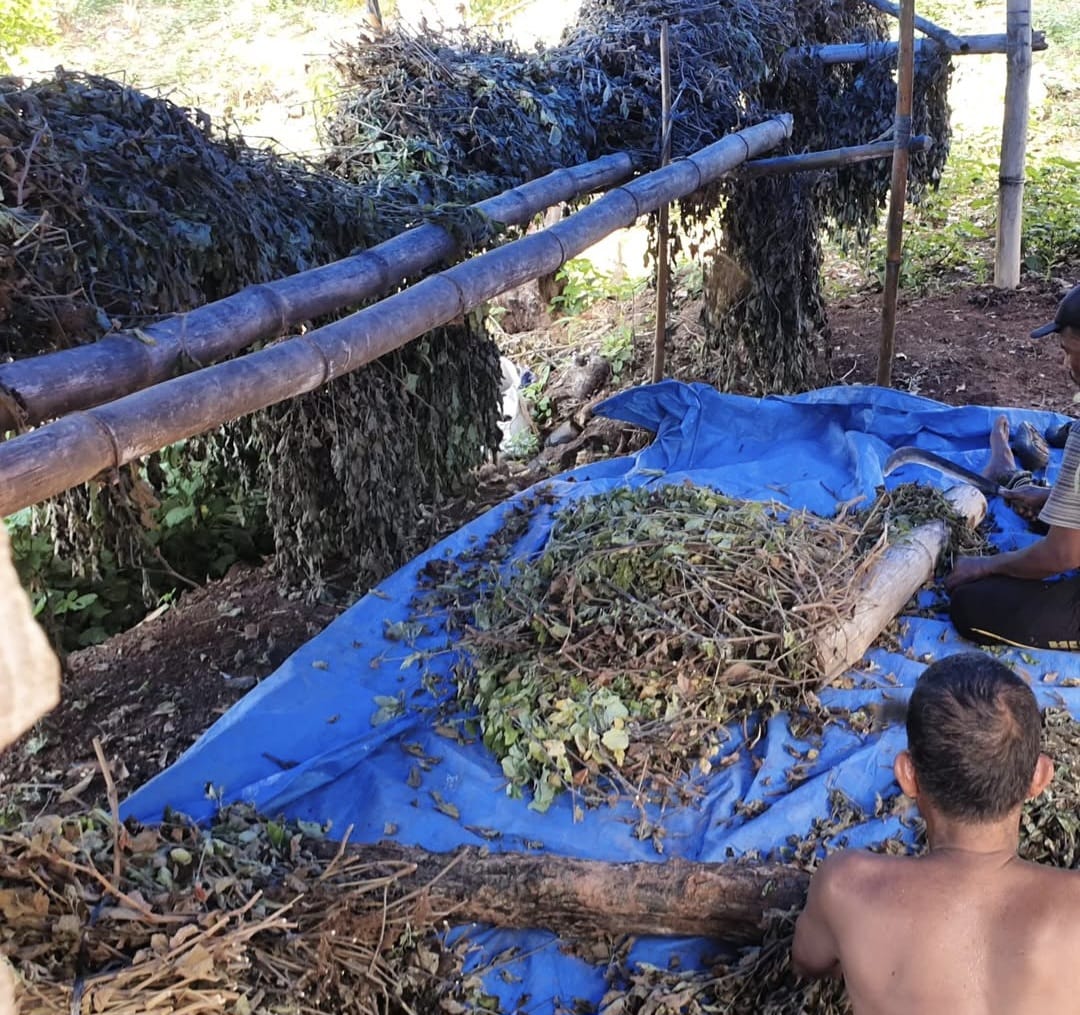 Nilam Aceh Laris di Dunia, tapi Petaninya Kapan Naik Kelas? - MulaMula